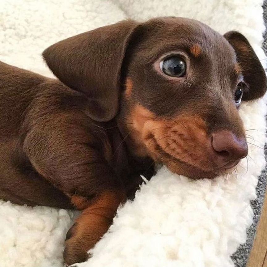 Кроличья такса, щенок