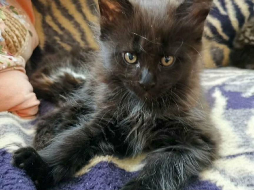 Великолепный помет шикарных куняток