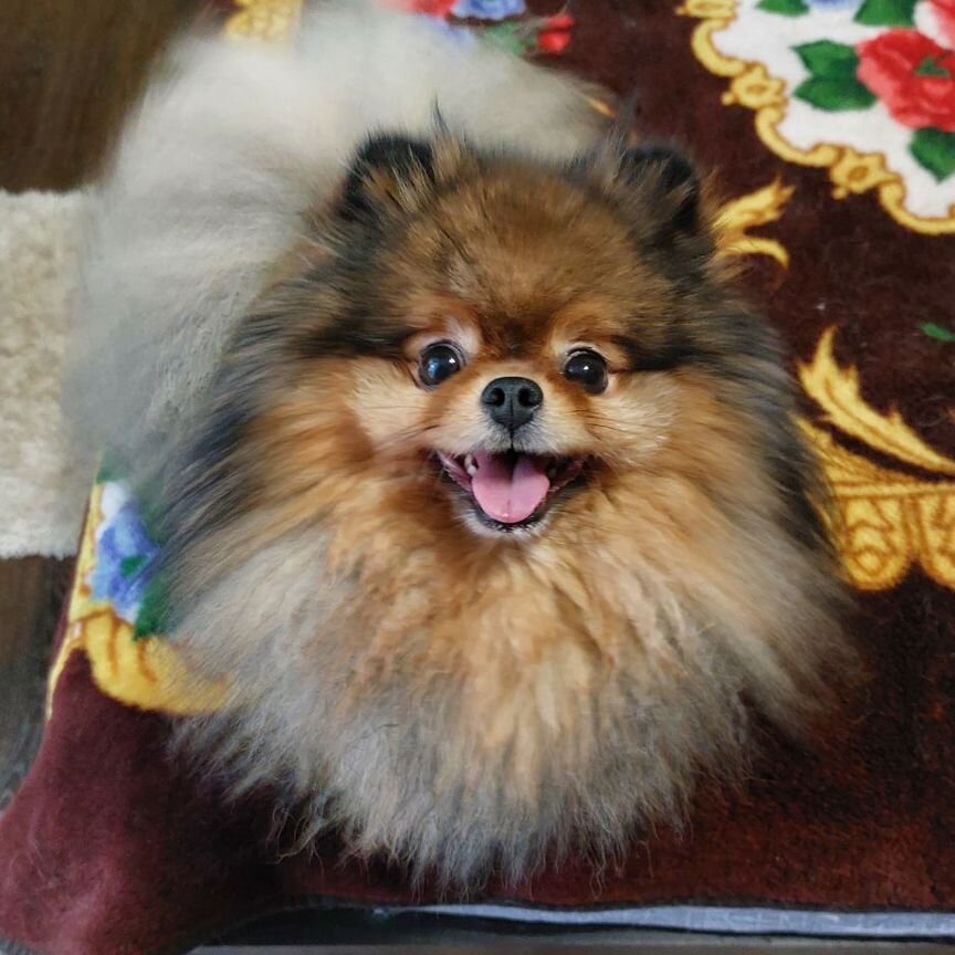 Померанский шпиц, взрослая собака