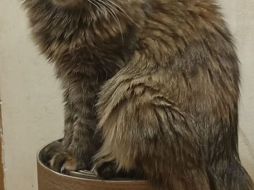 Кошечка Полина- в дружную семью