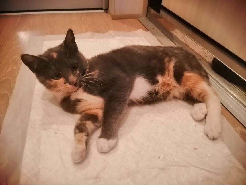 Котенок 5 мес