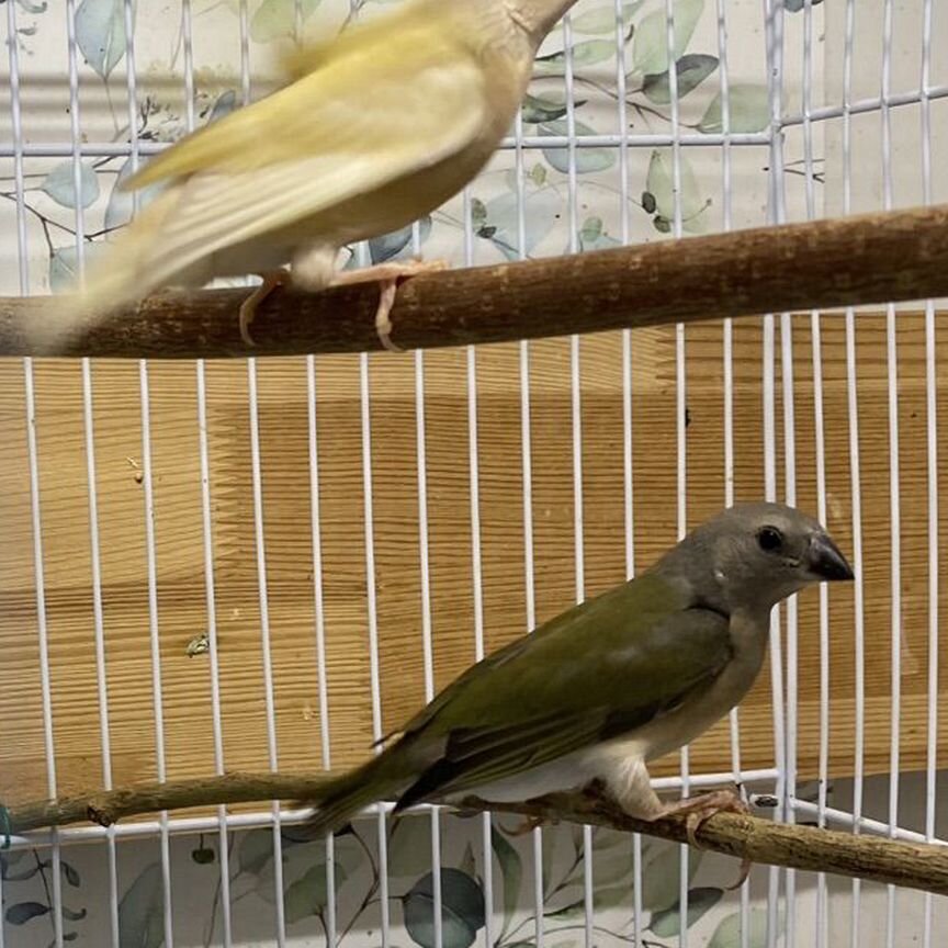 Амадина гульда