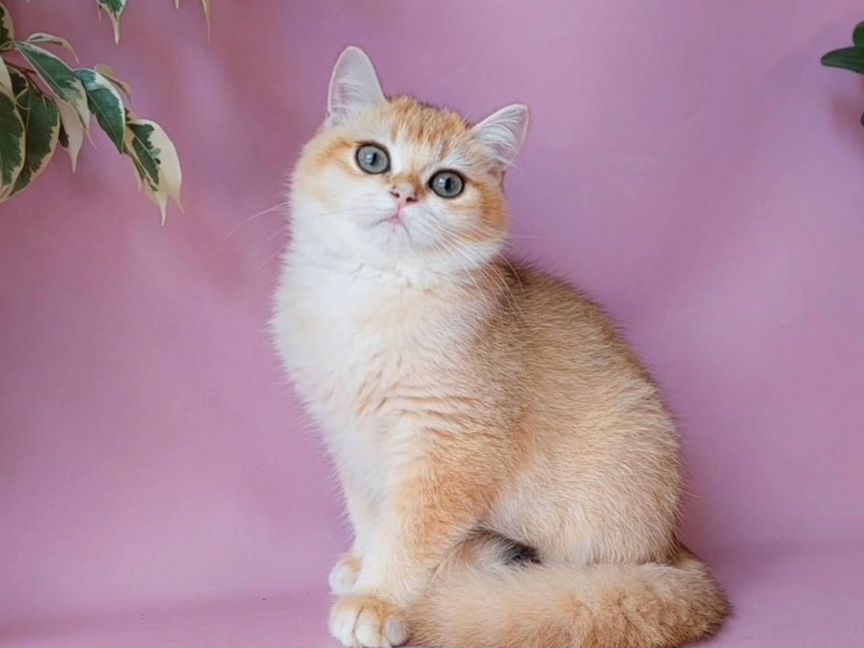 Кошка золотая шиншилла