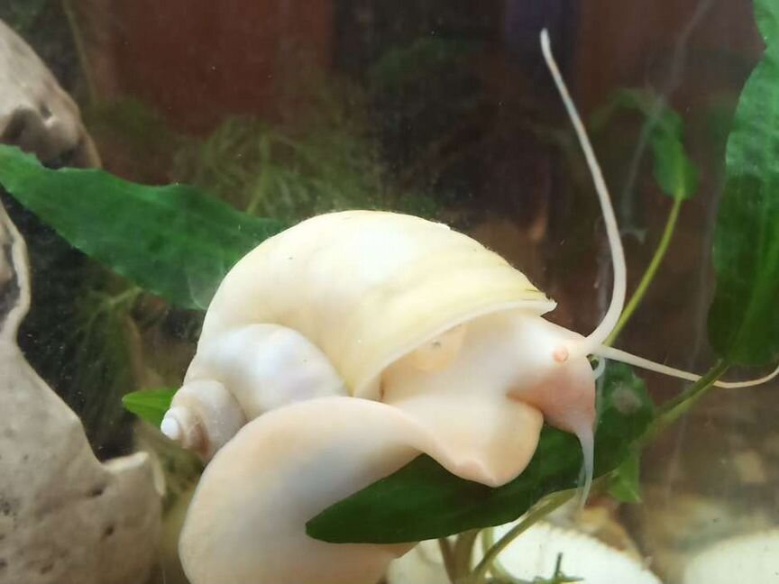 Улитки ампулярии аквариумные. Пока нет