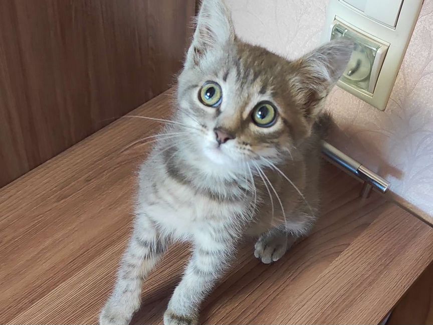 Котенок 2 мес. шустрая как мышка