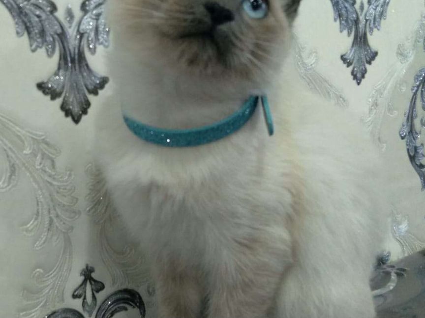 Сиамский котенок