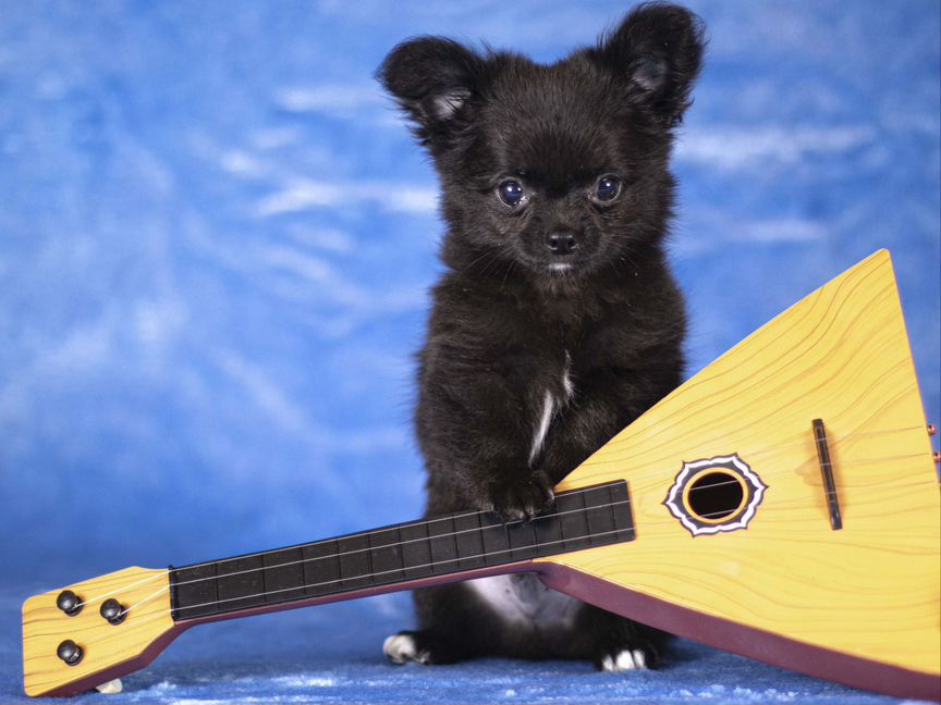 Щенок Чихуахуа