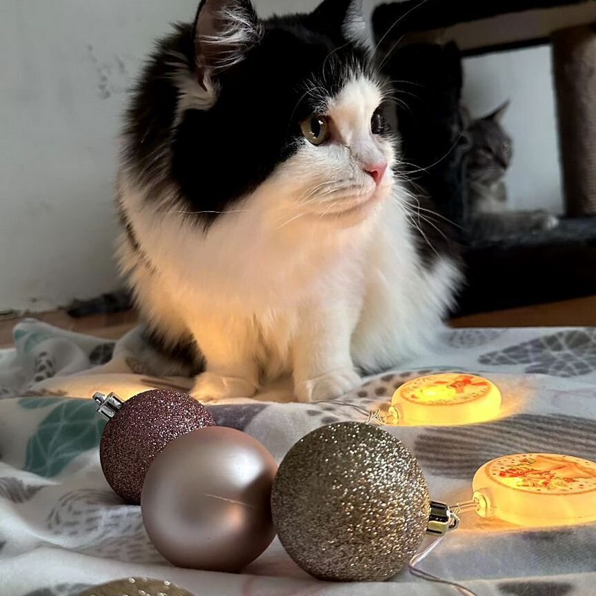 Зимние кошечки в добрые руки