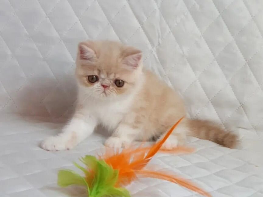 Экзотический Бисквит
