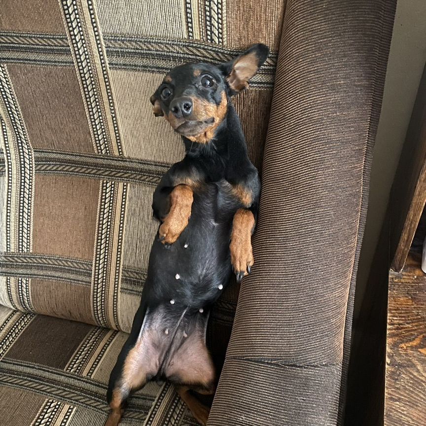 Собака в добрые руки