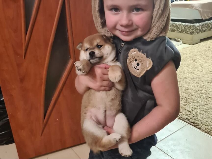 Девочки Шиба ину