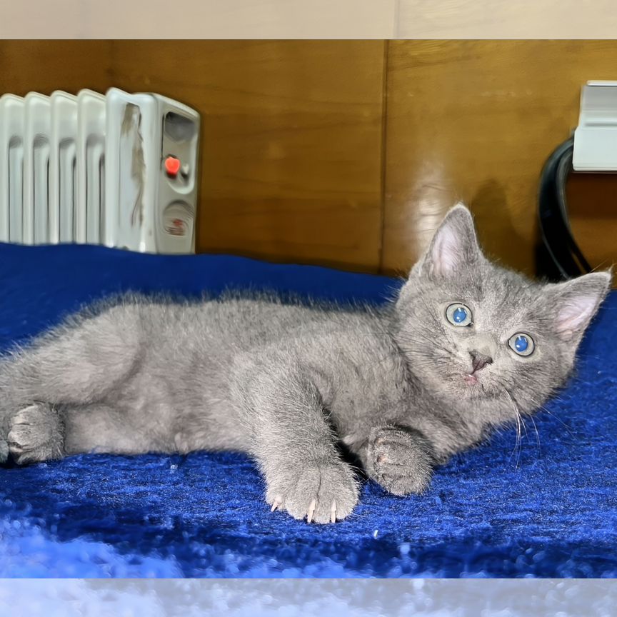 Котёнок в добрые руки