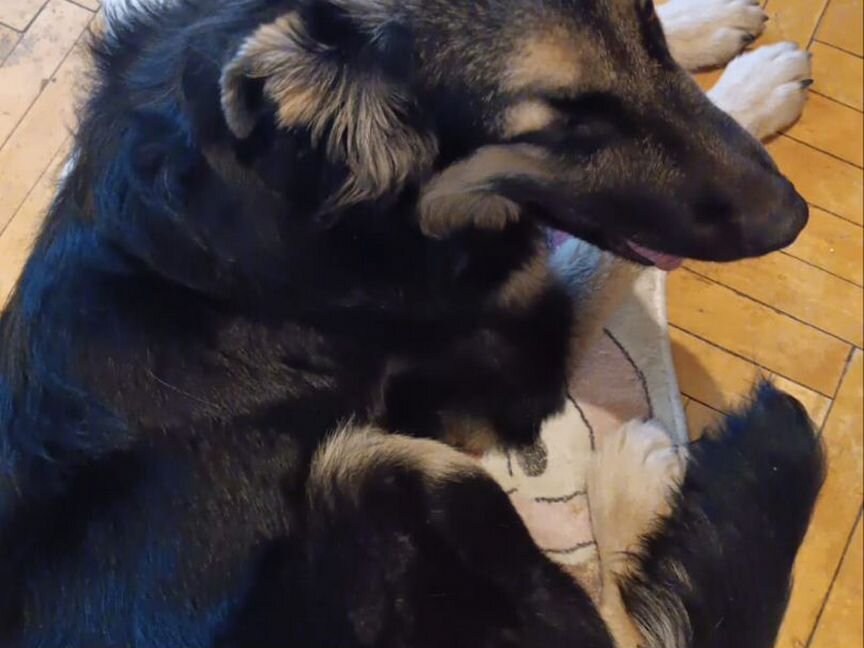 Котята в добрые руки бесплатно мальчик