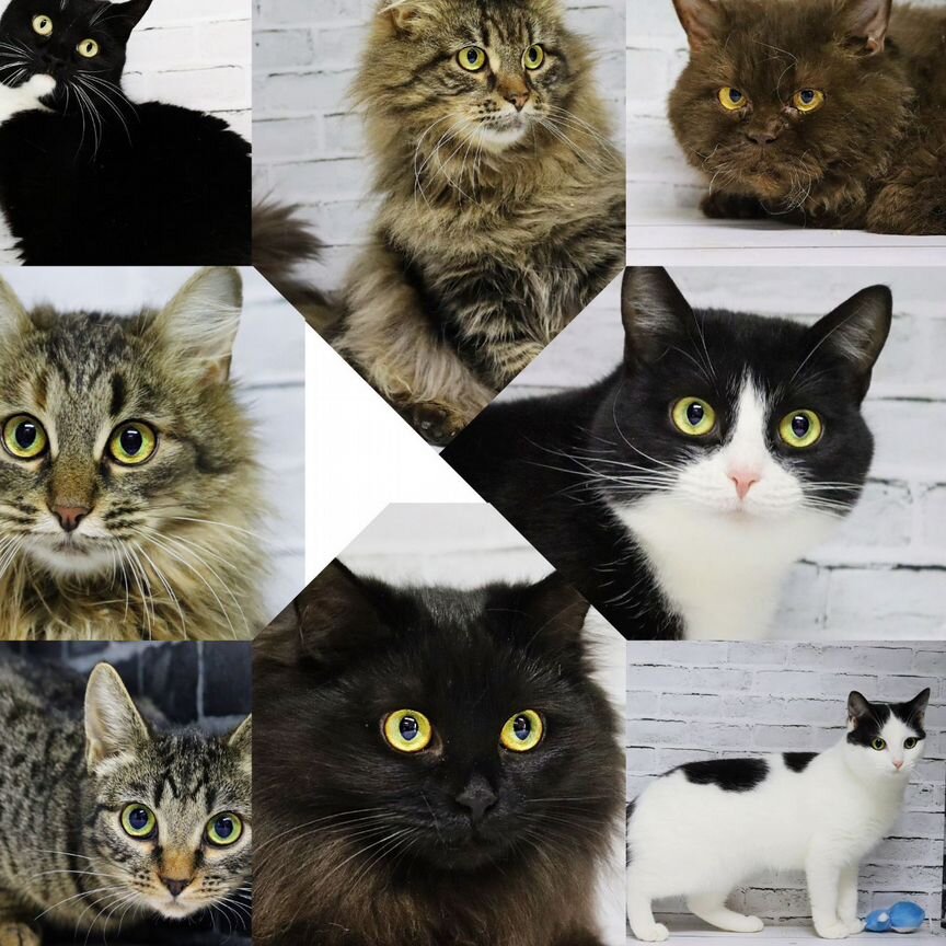 Кошки девочки ищут дом