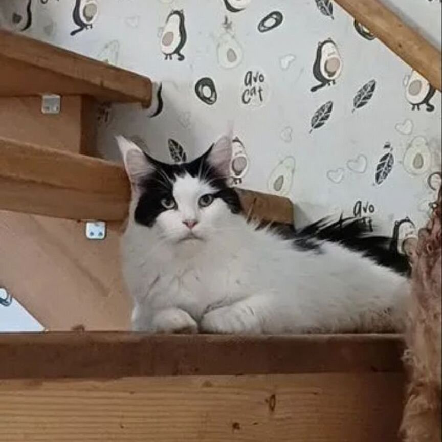 Мейн-кун котёнок