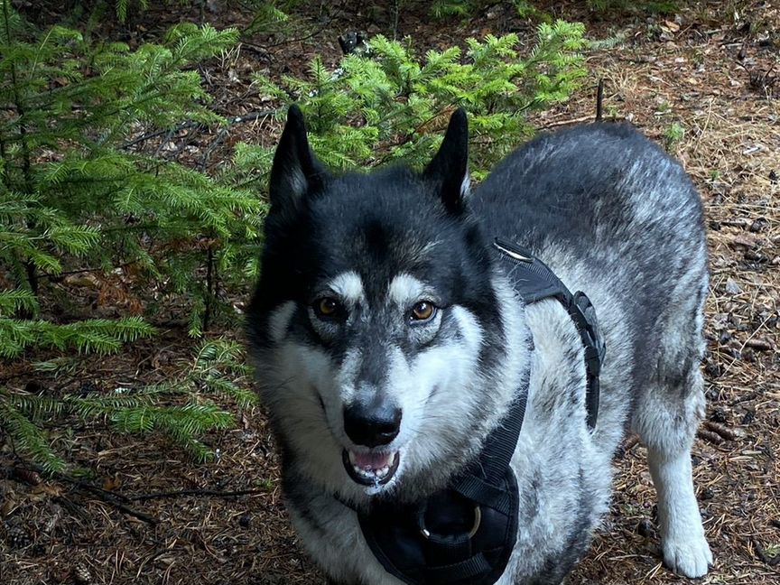 Маламут-лайка(помесь)