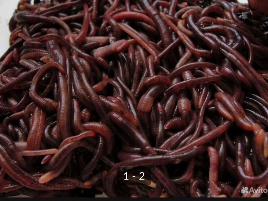 Верми ферма от заводчика