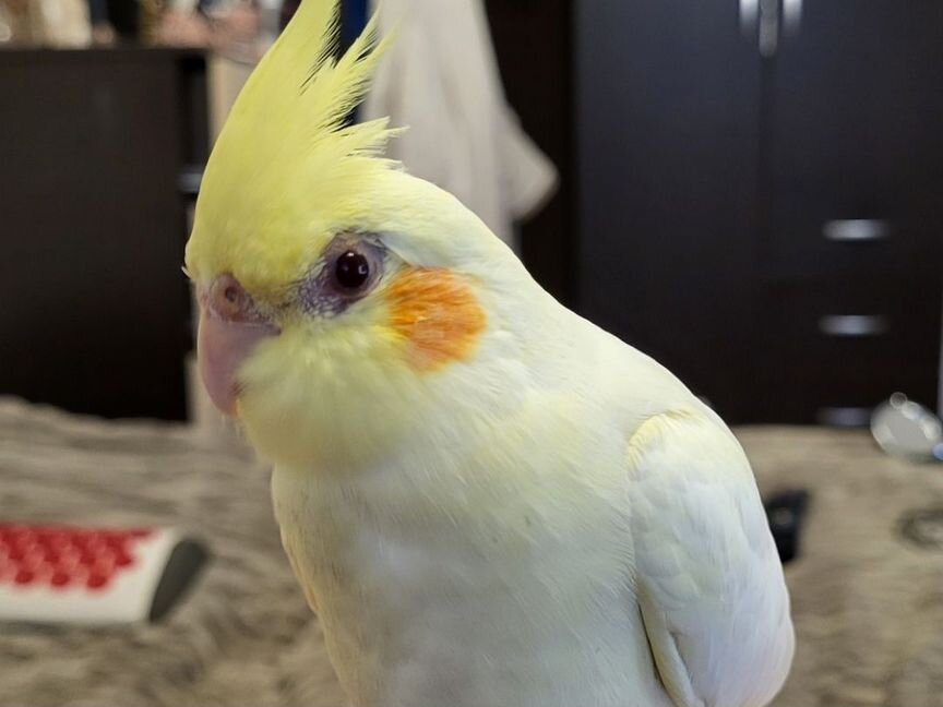 Попугай корелла мальчик с клеткой