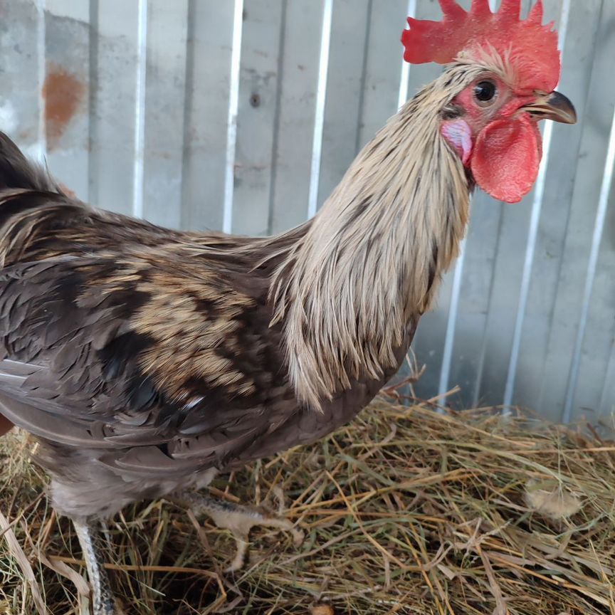 Петушки Сильверудд