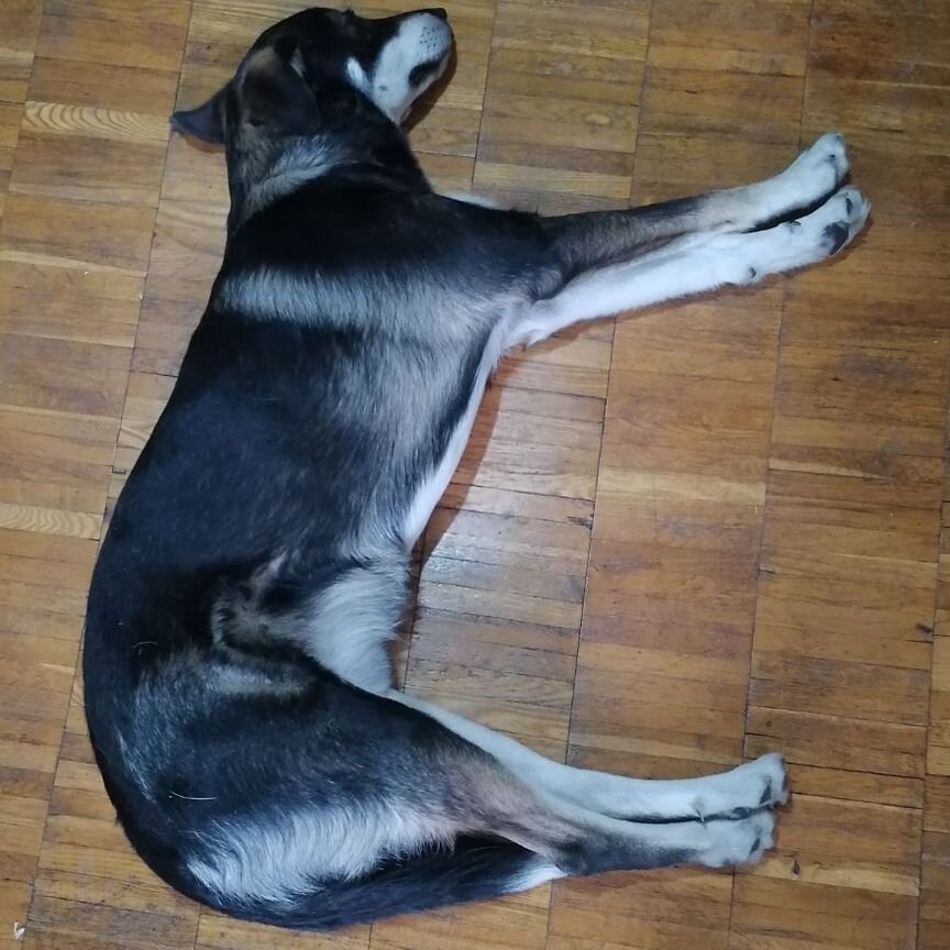 Щенок в добрые руки