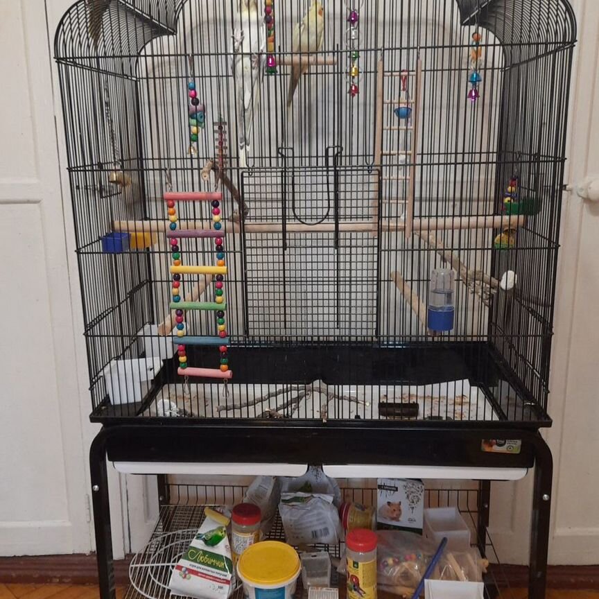 Попугаи корелла с большой клеткой