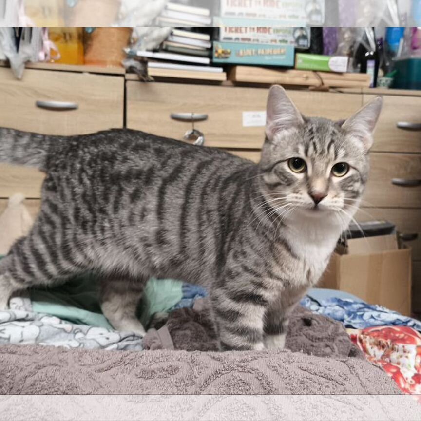 Взрослый кот в добрые руки