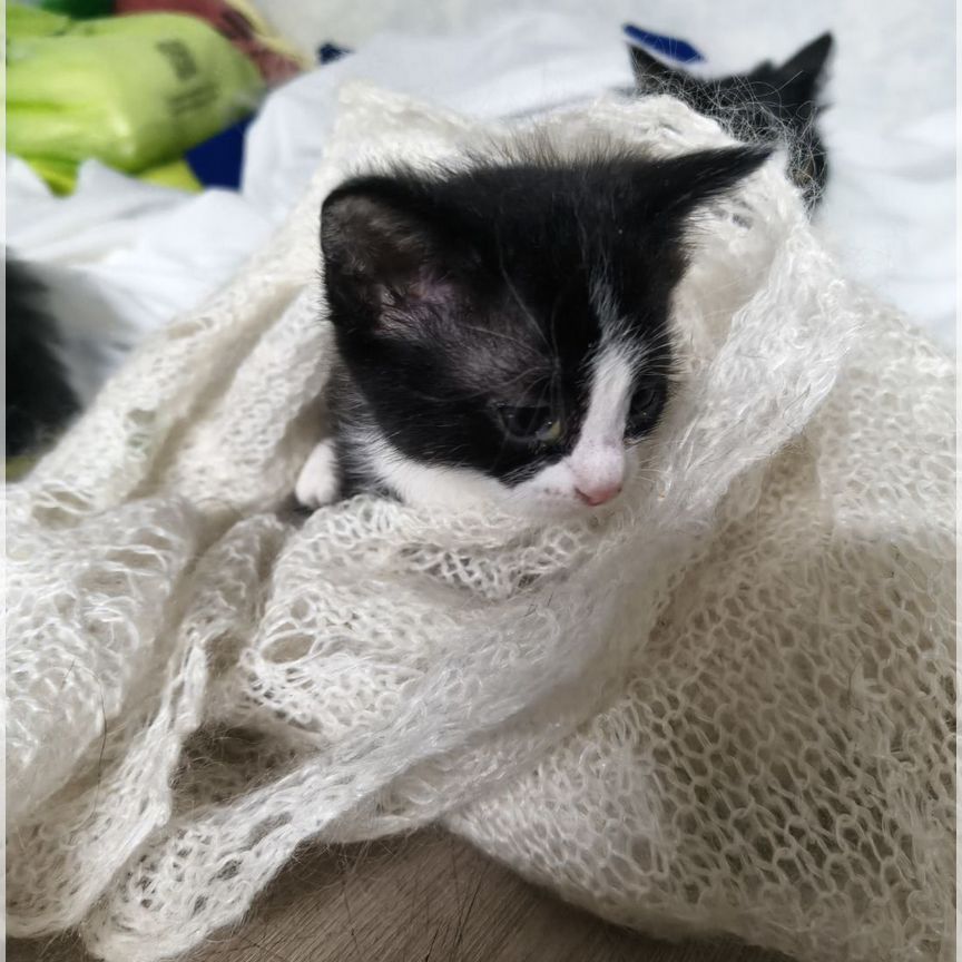 Котёнок в добрые руки