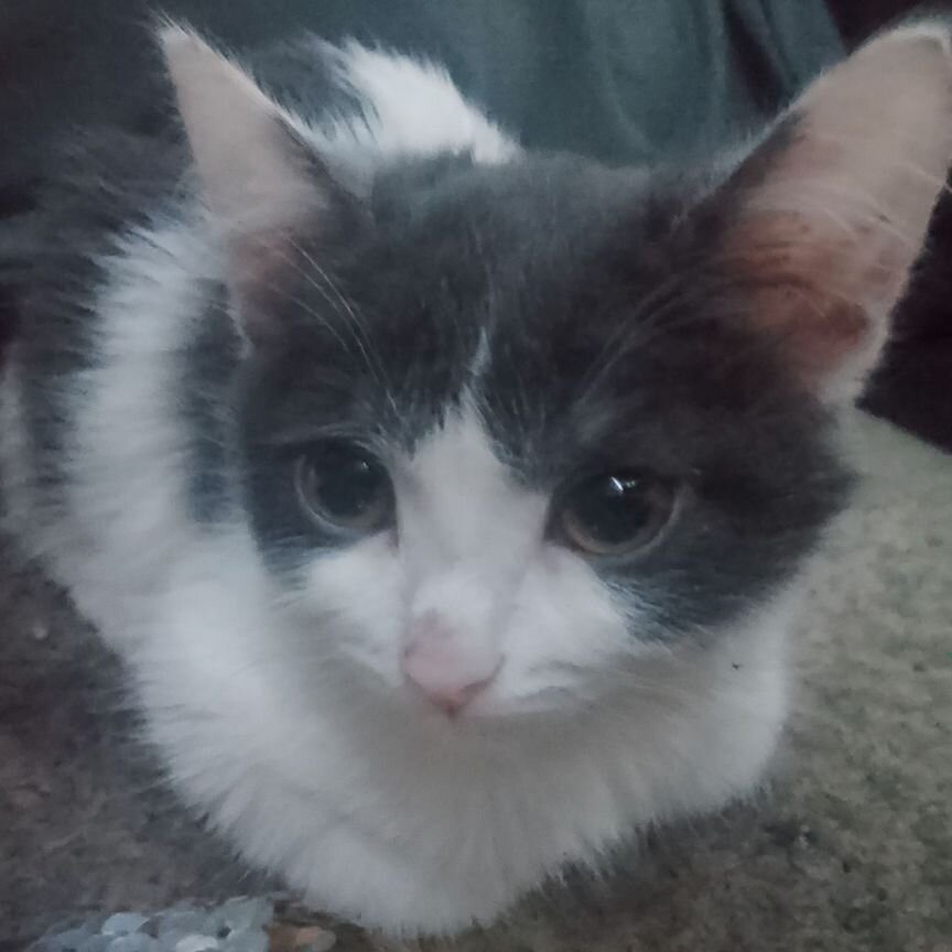 Мейн-кун котёнок