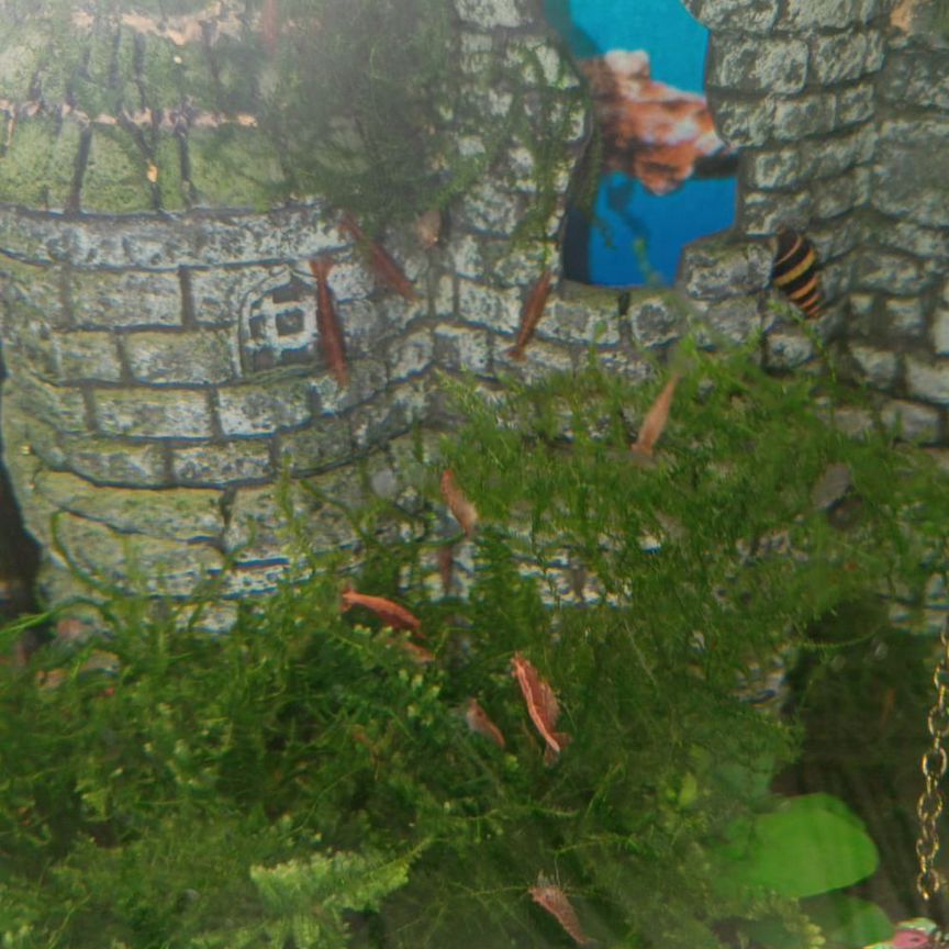 Улитки, креветки и рыбки на обмен