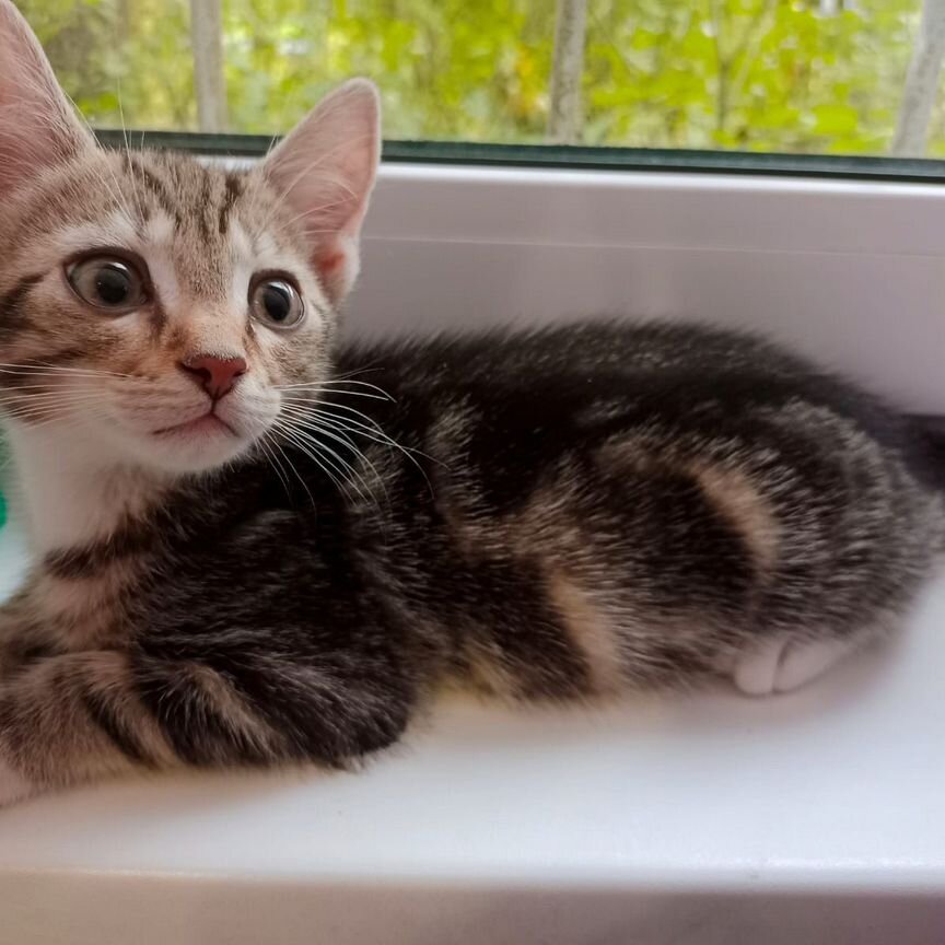 Супер котенок ищет дом
