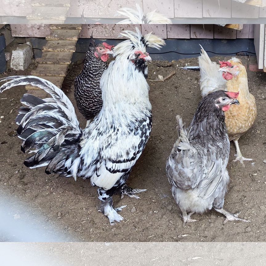 Куры молодки доминант 8-9 мес