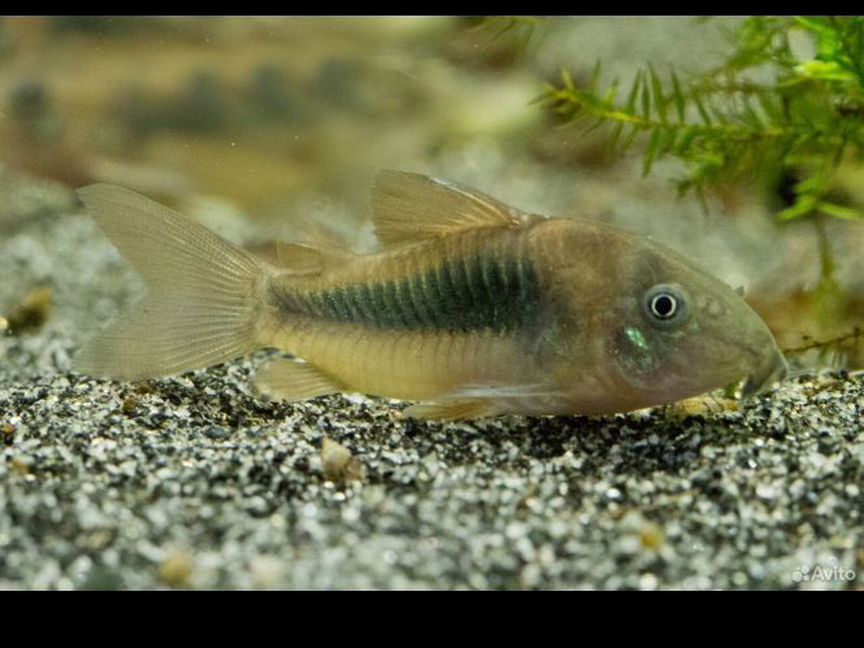 Бронь Сомик коридорас