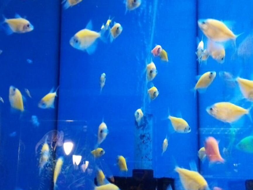 Тернеция гло, барбусы гло, данио гло