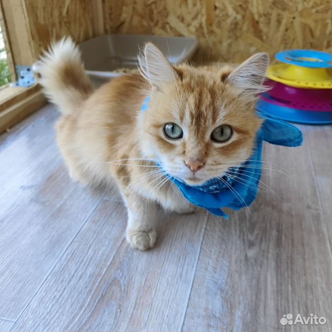 Нежная мурлыка Голди из приюта. Шанс на счастье