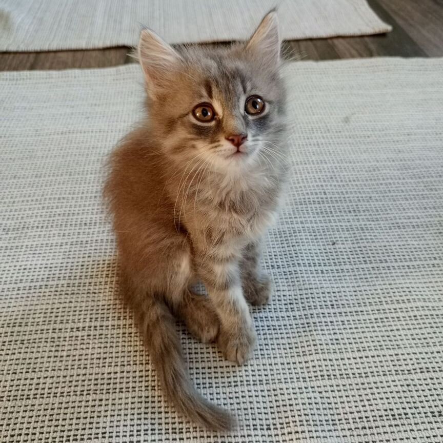 Котик бесплатно