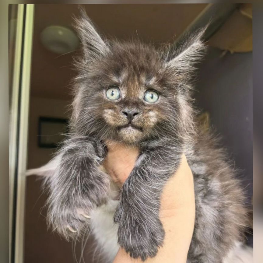 Мейн-кун котёнок
