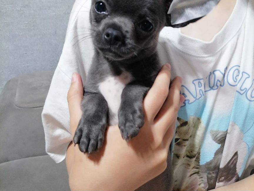 Чихуахуа щенок девочка