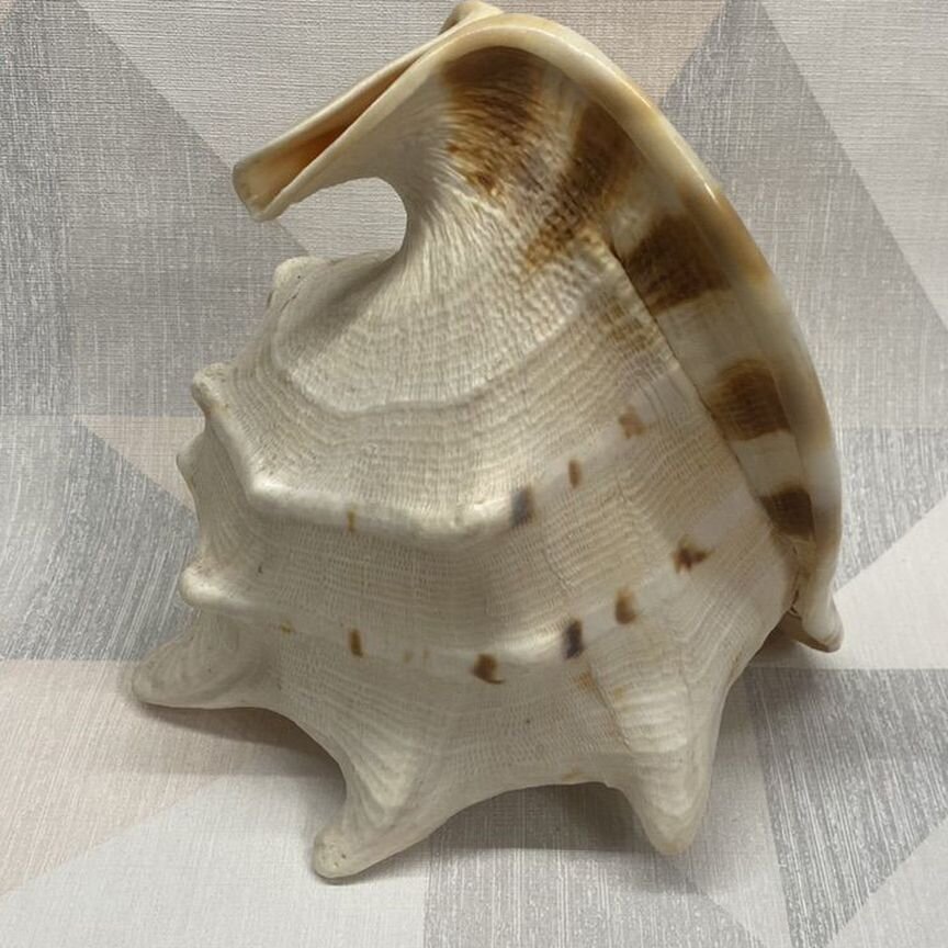 Ракушка морская большая