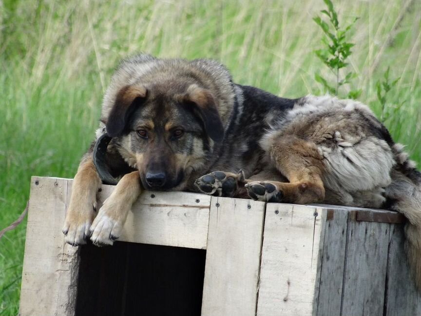 Шикарный крупный пес