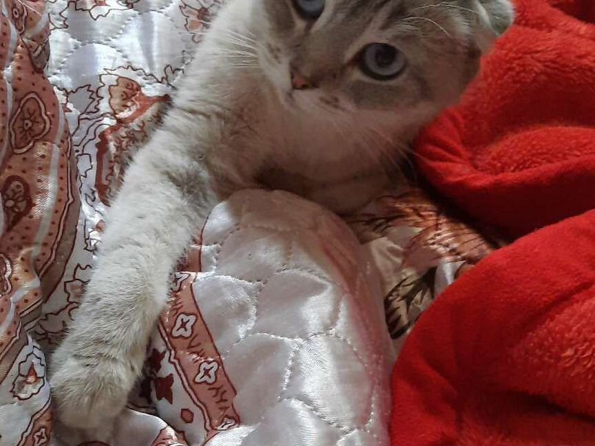 Шотландская вислоухая кошка