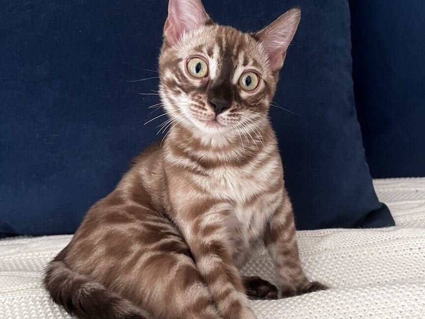 Бенгальская кошка