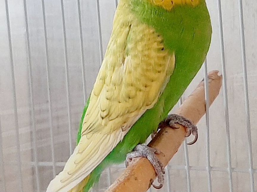 Вонистые попугаи