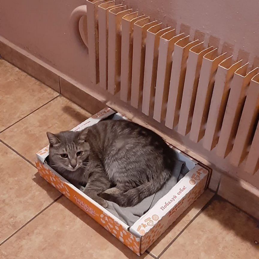 Одинокий дымчатый красавец кот
