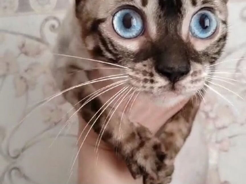 Бенгальская кошка Накатоми