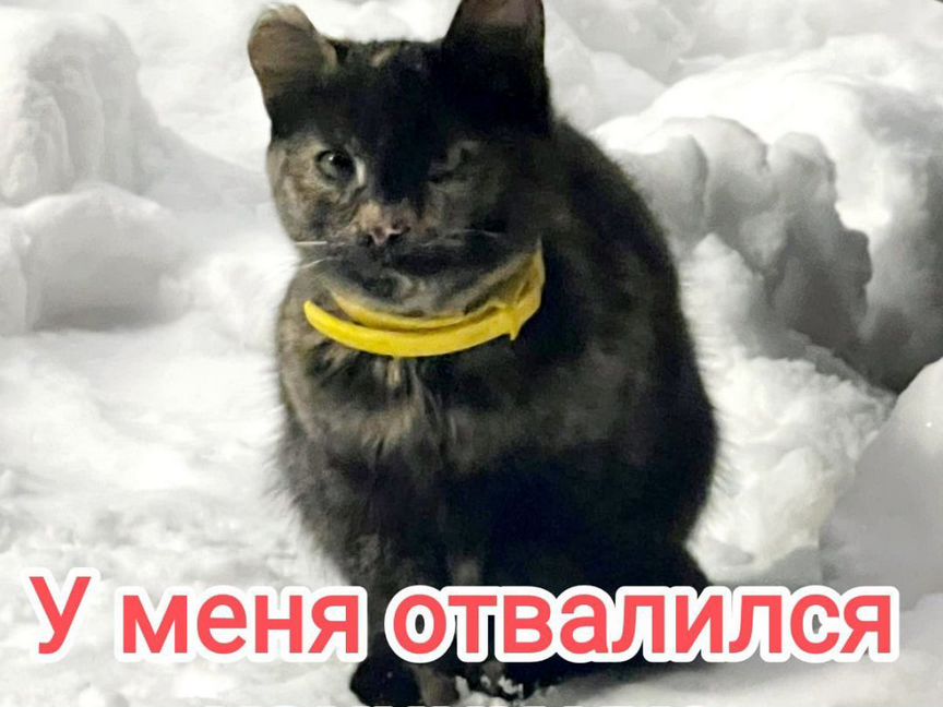 Кошка в дар бесплатно