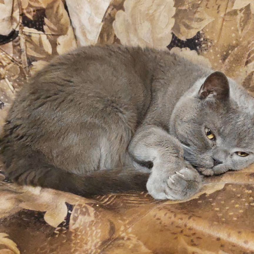 Кошки породистые бесплатно