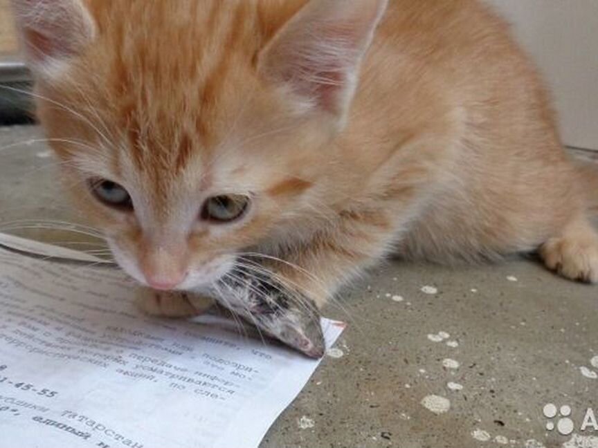 Котята кельтской породы от родителей крысоловов