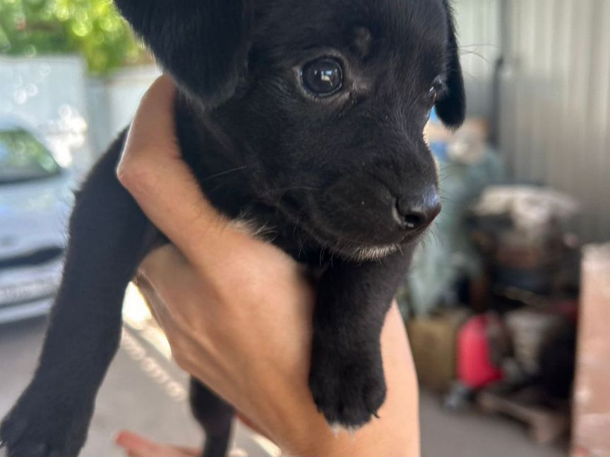 Собака в добрые руки щенок