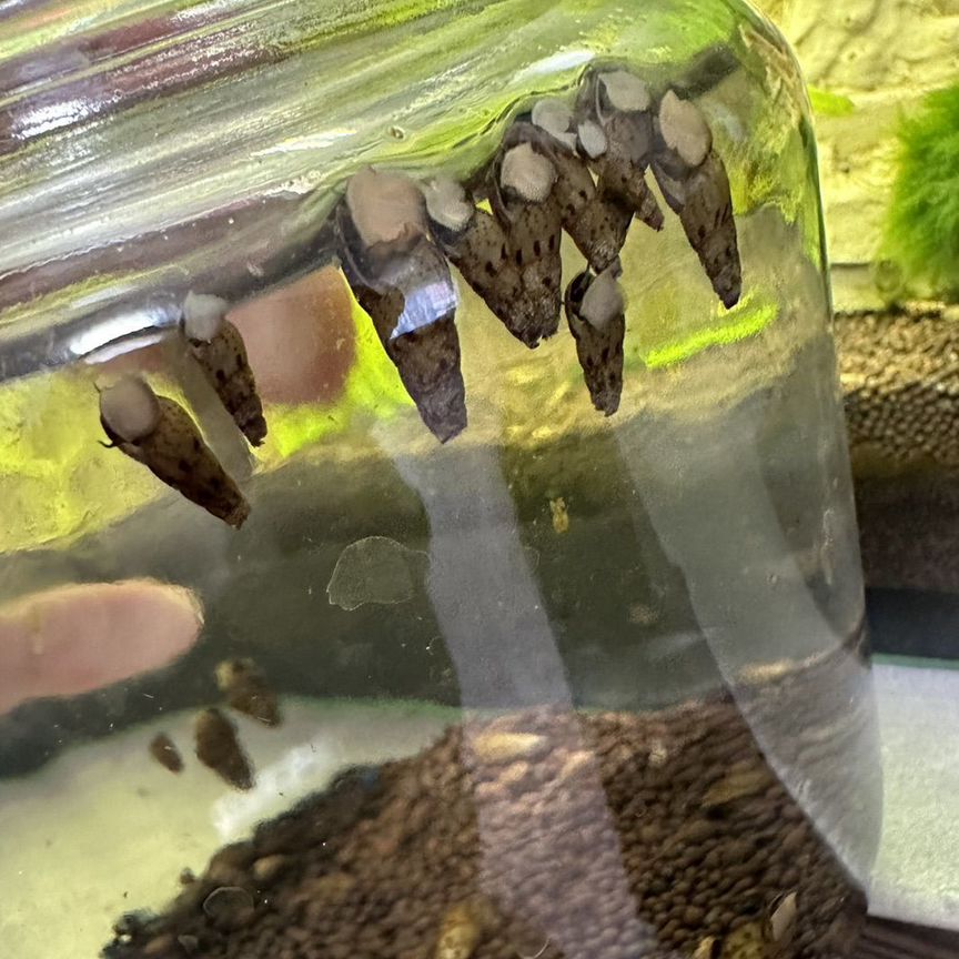 Улитки аквариумные