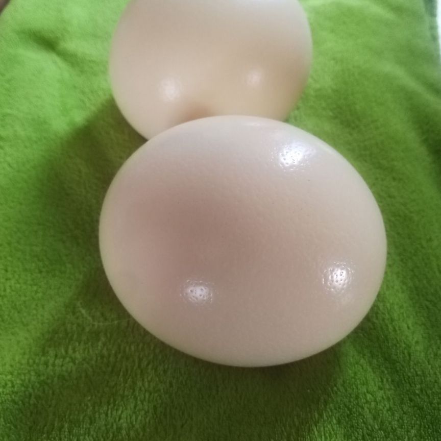 Яйцо страуса